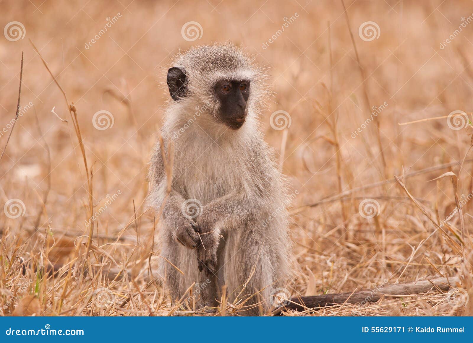 Vervet monkey stock image. Image of tropics, thinking - 55629171
