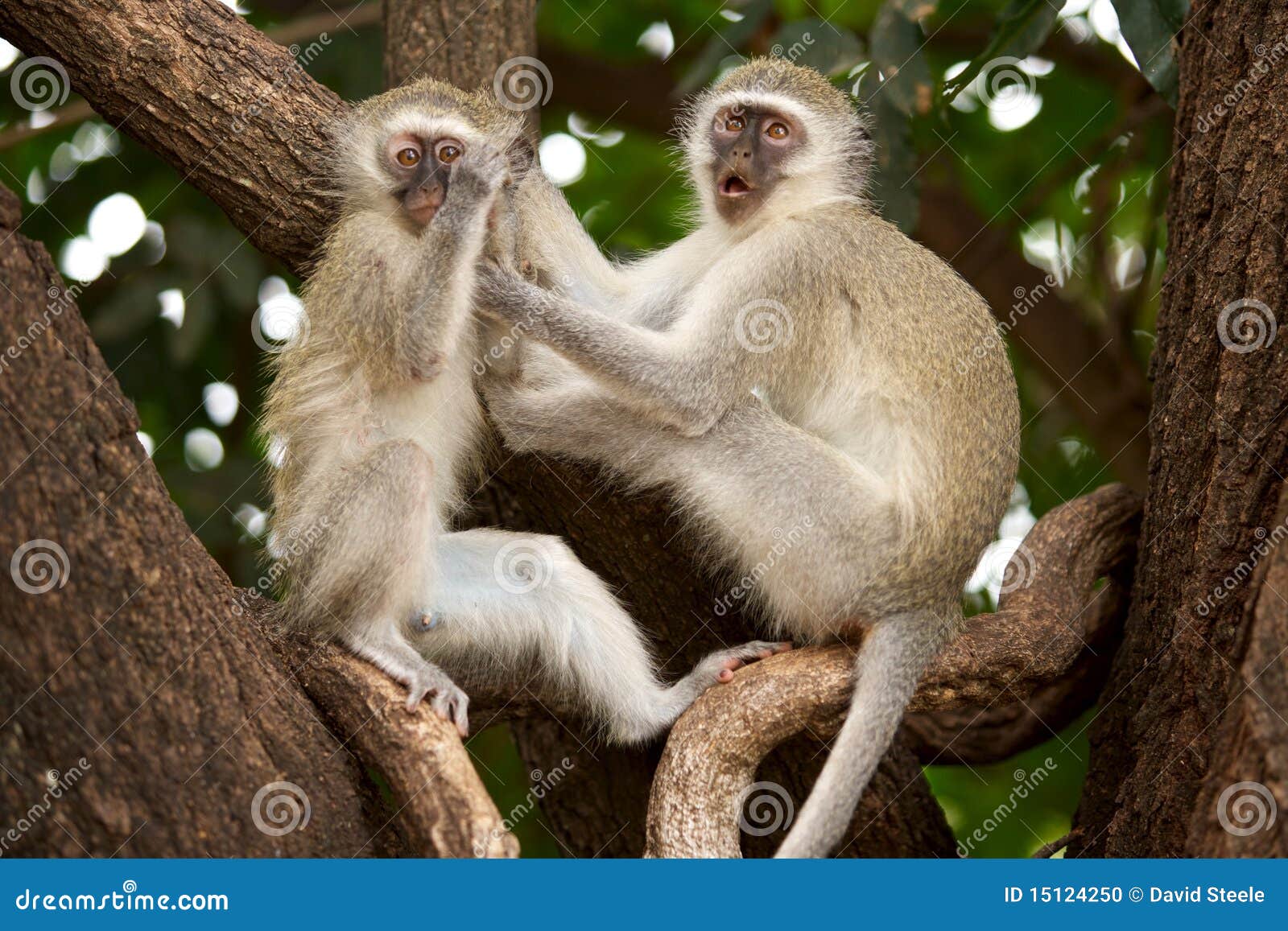 Vervet Monkeys stock photo. Image of mammal, ecotourism - 15124250