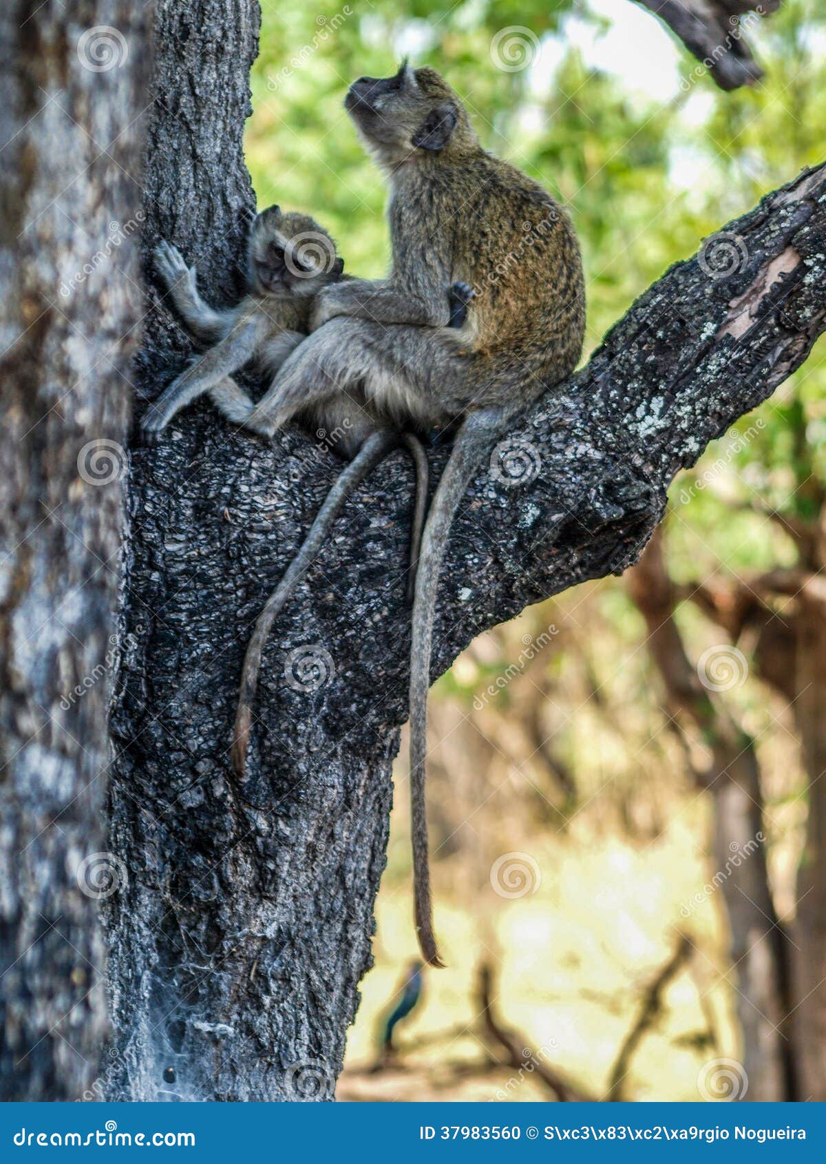 Vervet Monkey Cub Mother Stock Photos - Free & Royalty-Free Stock ...