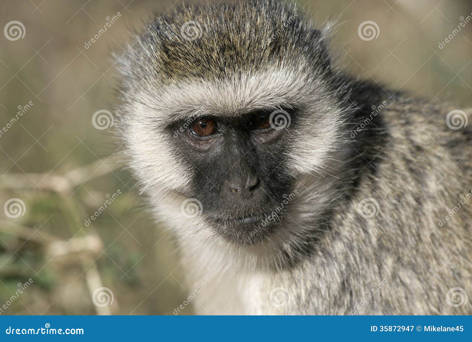 Vervet Ou Macaco Verde, Pygerythrus De Chlorocebus Imagem de Stock ...