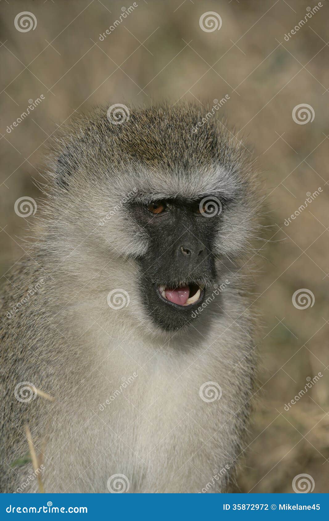 Vervet Ou Macaco Verde, Pygerythrus De Chlorocebus Foto de Stock ...