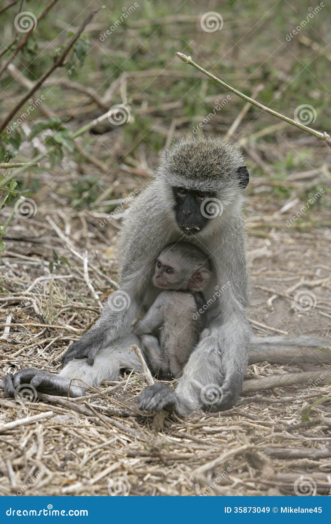 Vervet Ou Macaco Verde, Pygerythrus De Chlorocebus Imagem de Stock ...