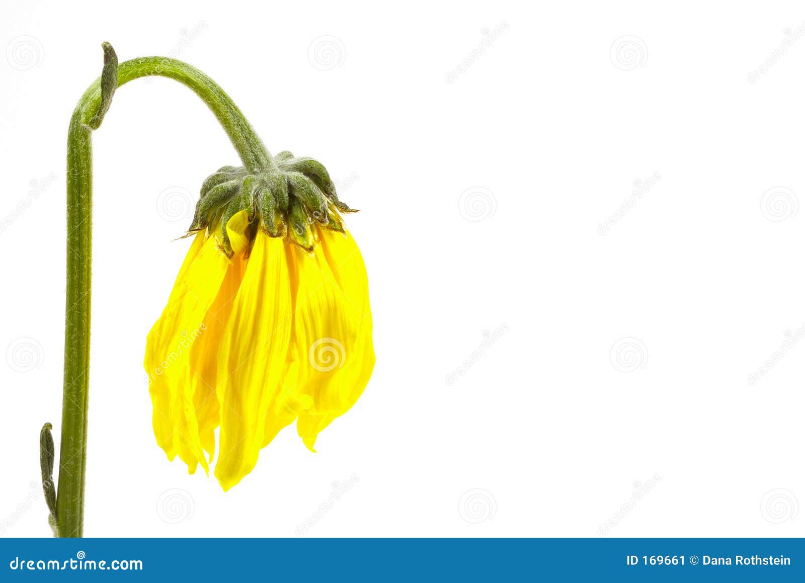 Verwelkte Bloem stock afbeelding. Image of duim, bloemist - 169661 Verwelkte Bloem stock afbeelding. Image of duim, bloemist - 169661