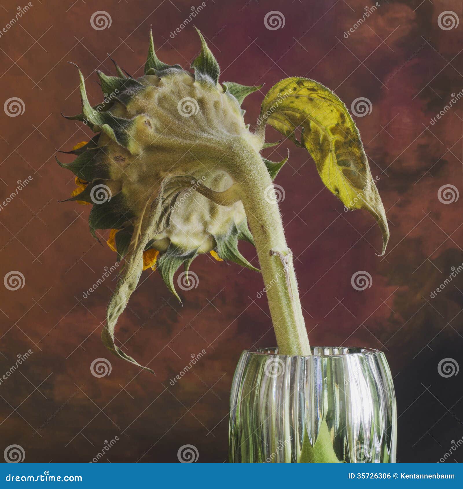 Verwelkte zonnebloem stock foto. Image of glas, vaas - 35726306 Verwelkte zonnebloem stock foto. Image of glas, vaas - 35726306