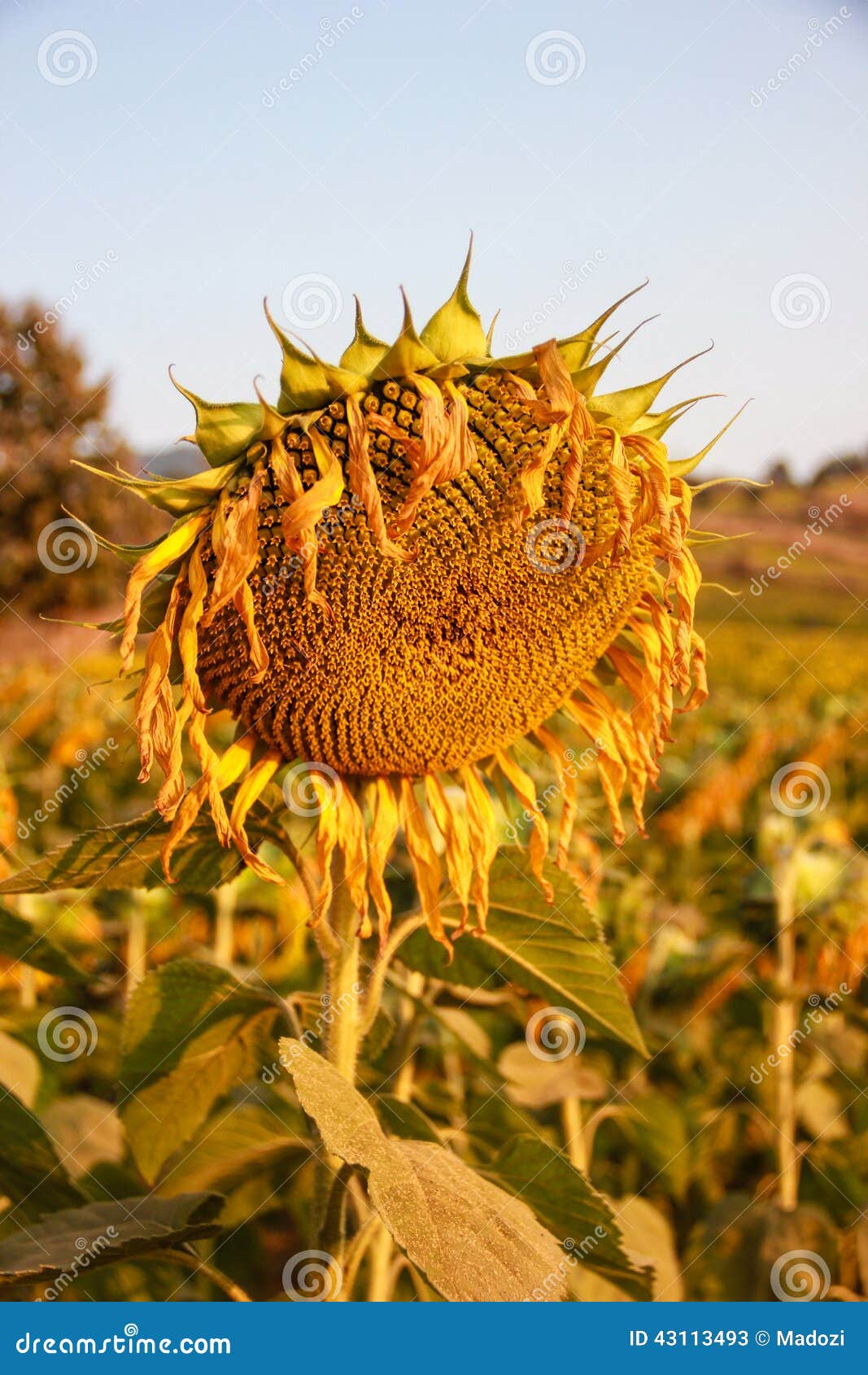 Verwelkte zonnebloem stock afbeelding. Image of gebied - 43113493 Verwelkte zonnebloem stock afbeelding. Image of gebied - 43113493