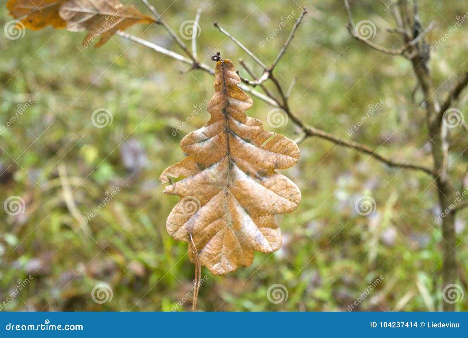 2,237 Eichenblatt Fotos - Kostenlose und Royalty-Free Stock-Fotos von ...