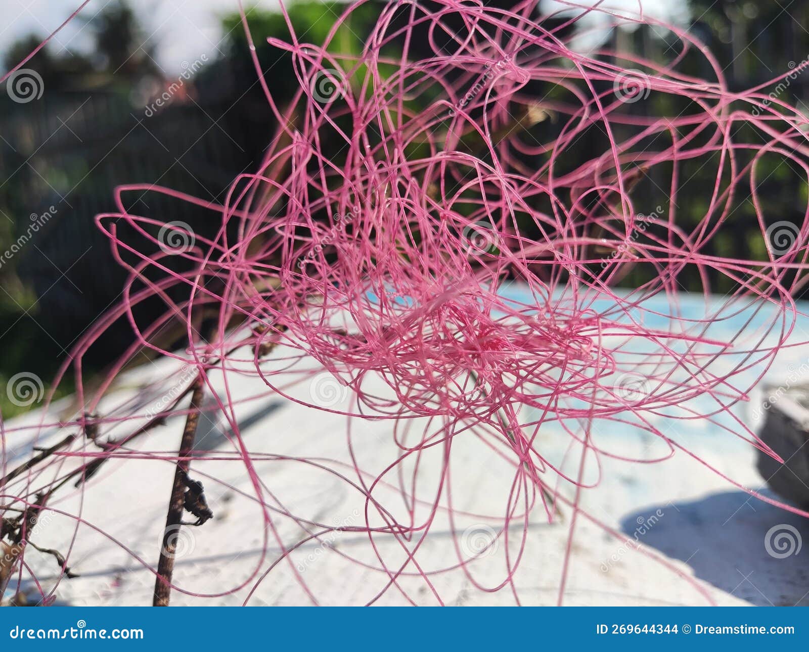 Very Abstract and Beautiful Tangled Strings or Ropes Stock Photo ...