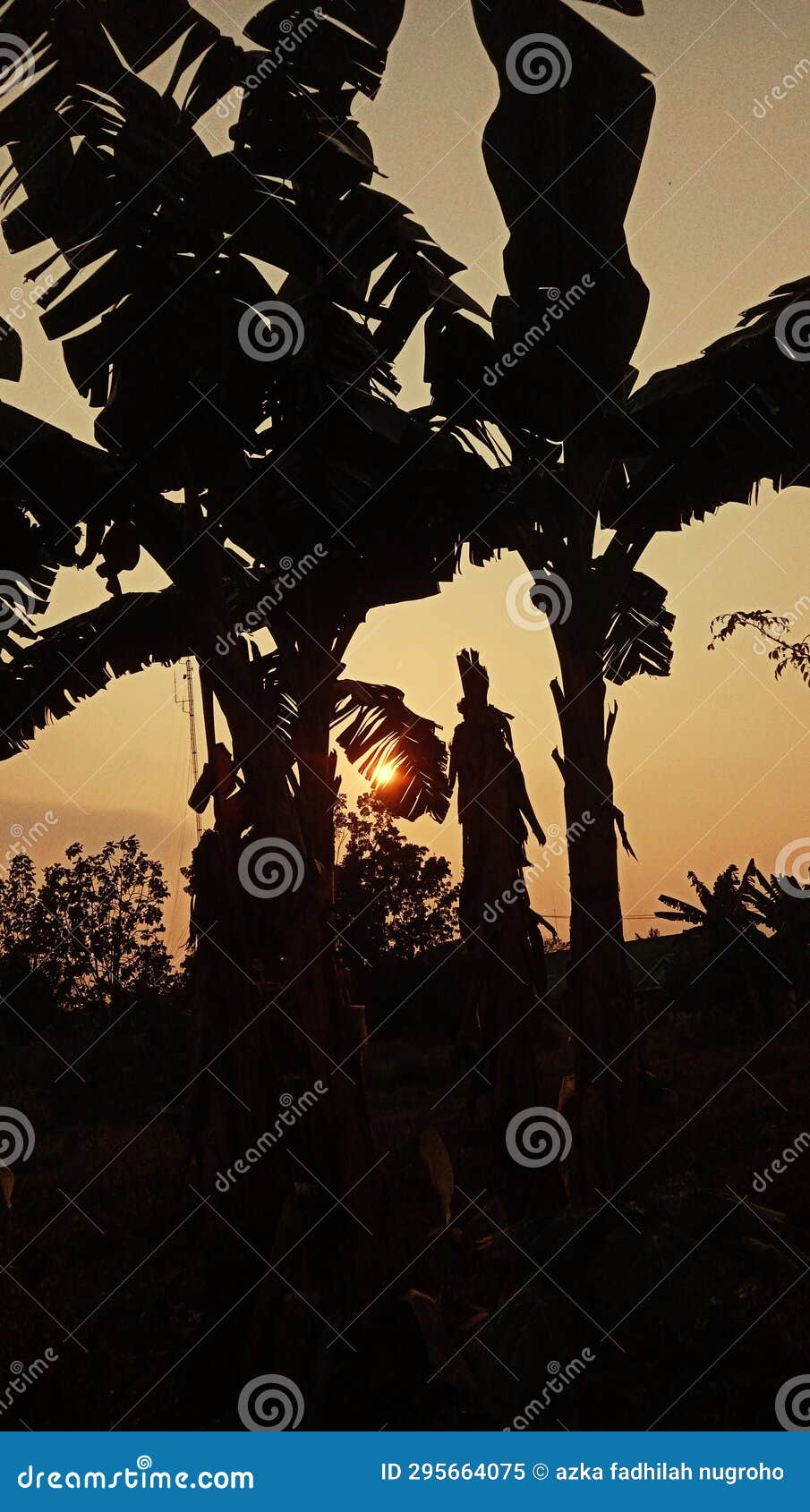 A Very Aesthetic Photo of the Sun Behind a Tree at Sunset Stock Image ...