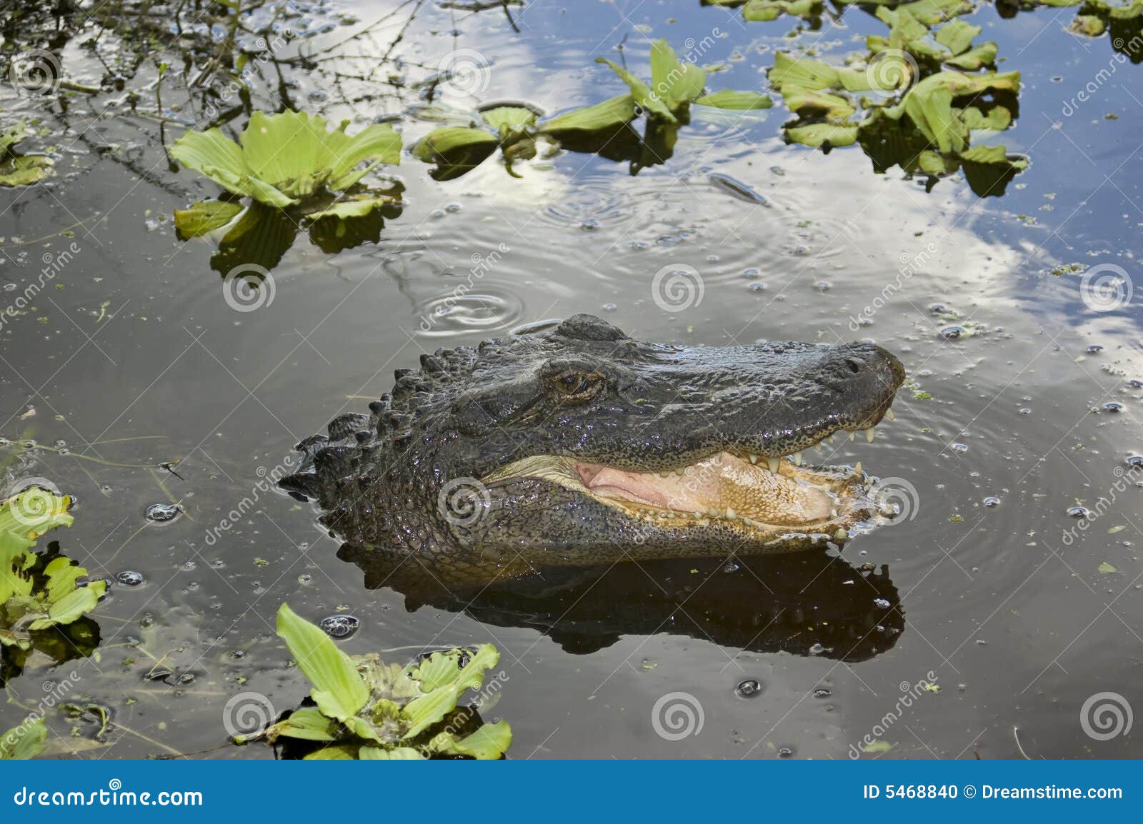 Very Aggressive Alligator stock photo. Image of sunshine - 5468840