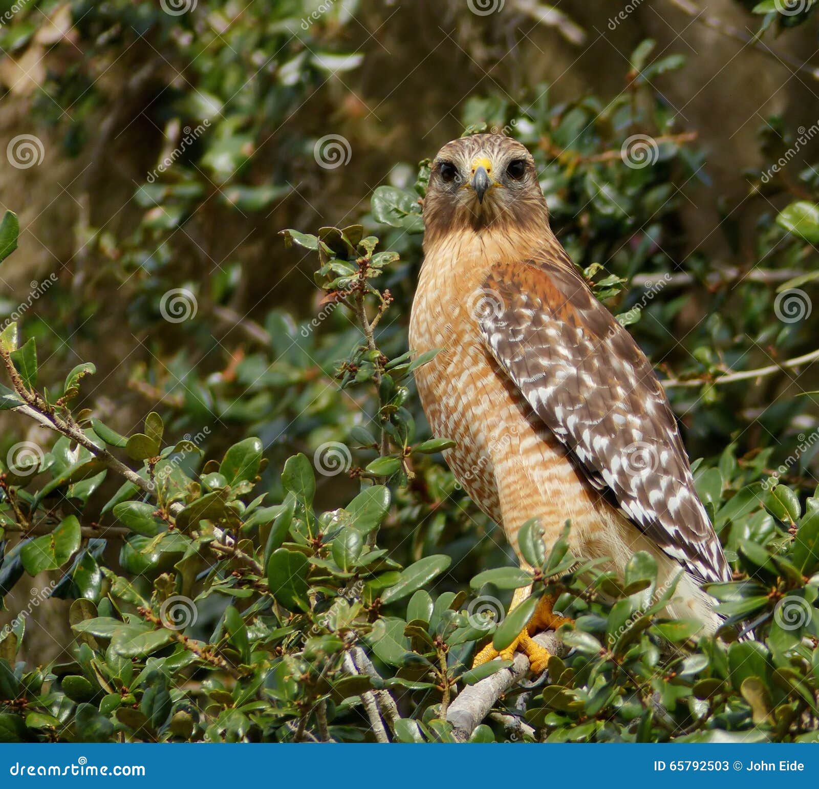 Very Alert Hawk In Tree Stock Image | CartoonDealer.com #65792503