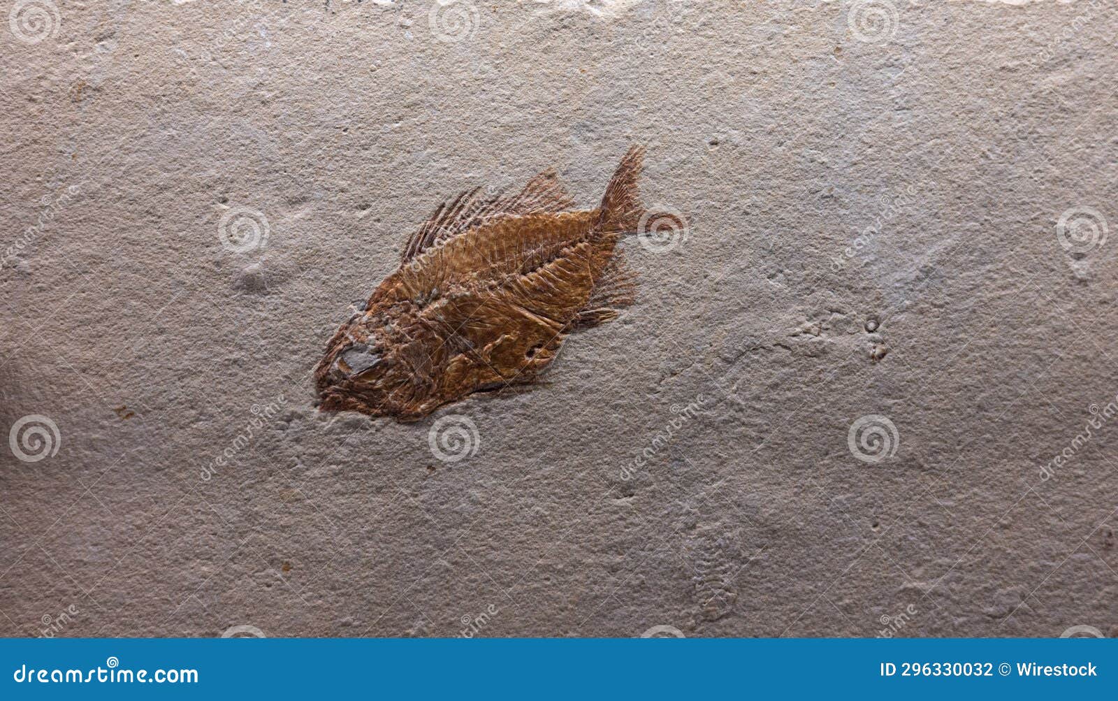 Detail of an Ancient Fish Fossil Stock Photo - Image of fish, detail ...