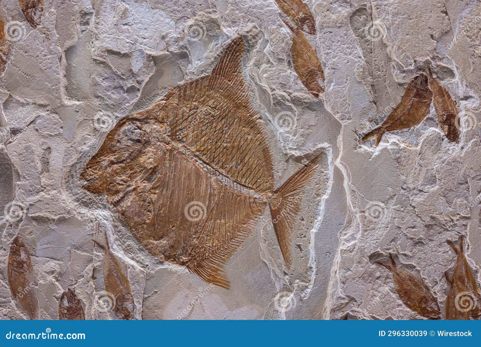 Detail of an Ancient Fish Fossil Stock Image - Image of prehistory ...