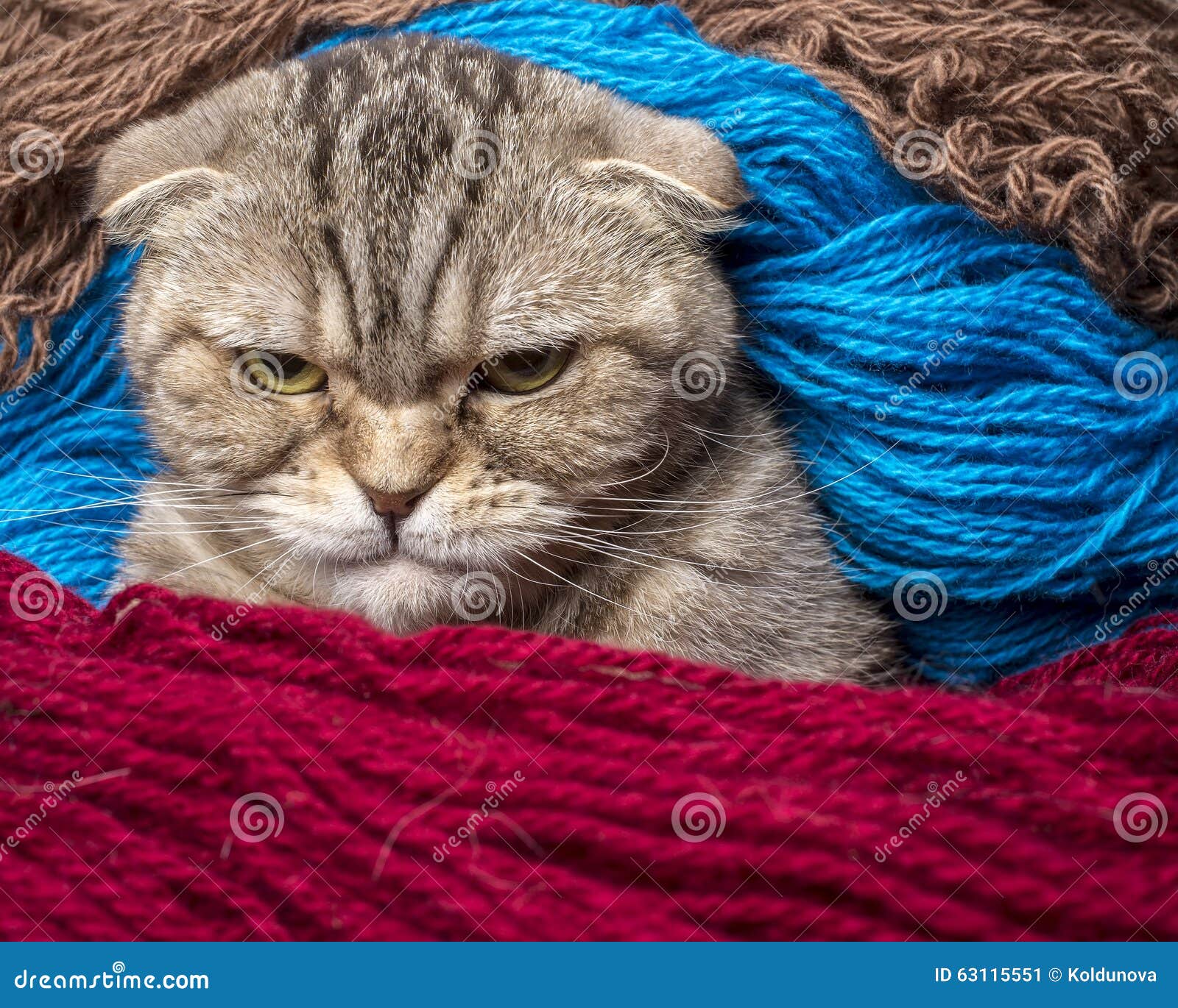 Very Angry Cat Looking Sternly Stock Image - Image of unhappy, feline ...