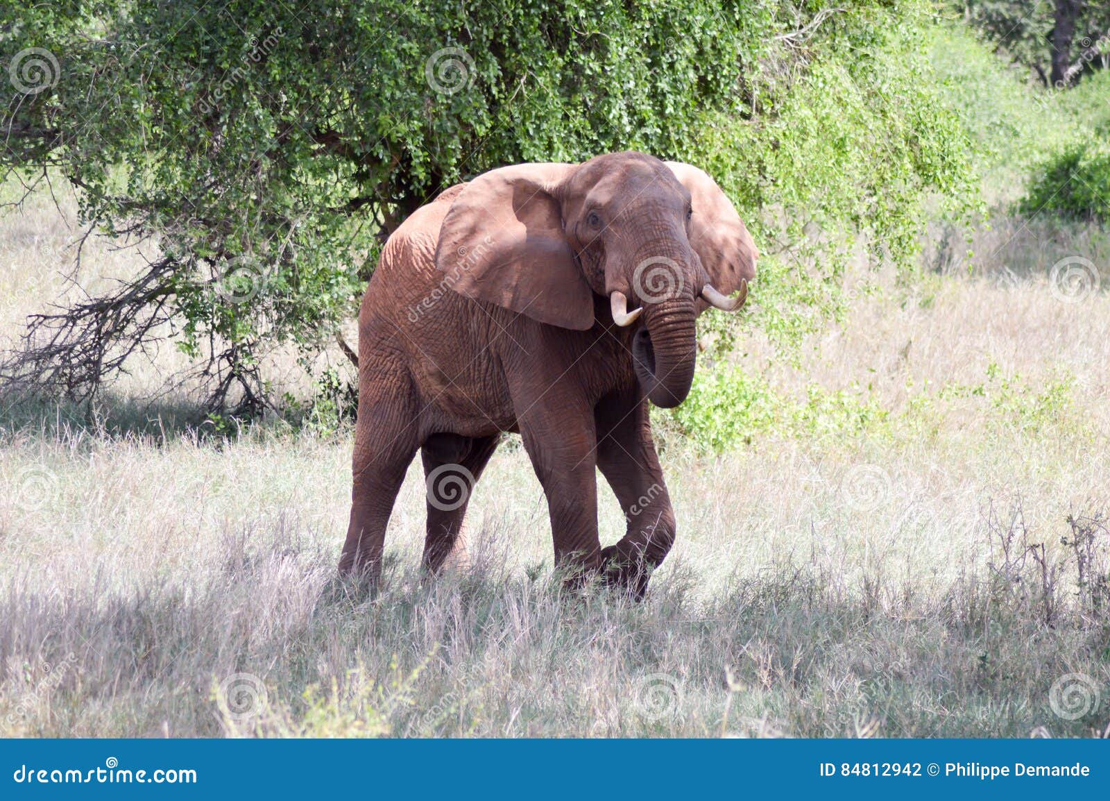 Very angry elephant stock photo. Image of ecology, evening - 84812942