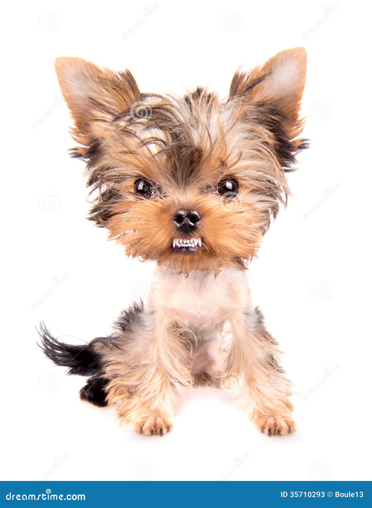 Very angry Puppy stock image. Image of beauty, grooming - 35710293