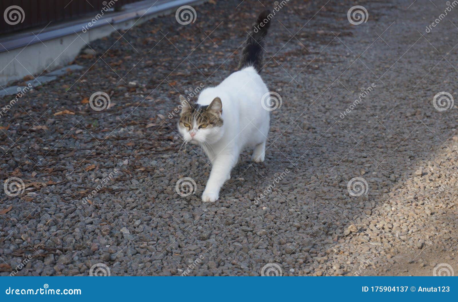 Very angry white cat stock image. Image of nature, mammal - 175904137