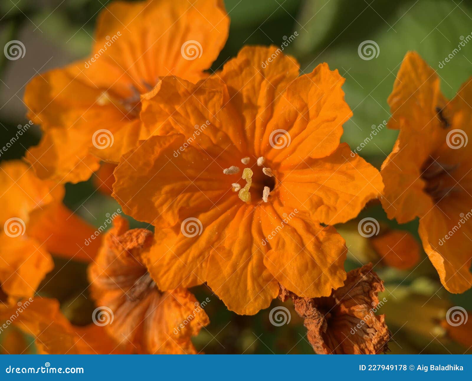 Bunch of orange flowers stock photo. Image of gift, design - 227949178