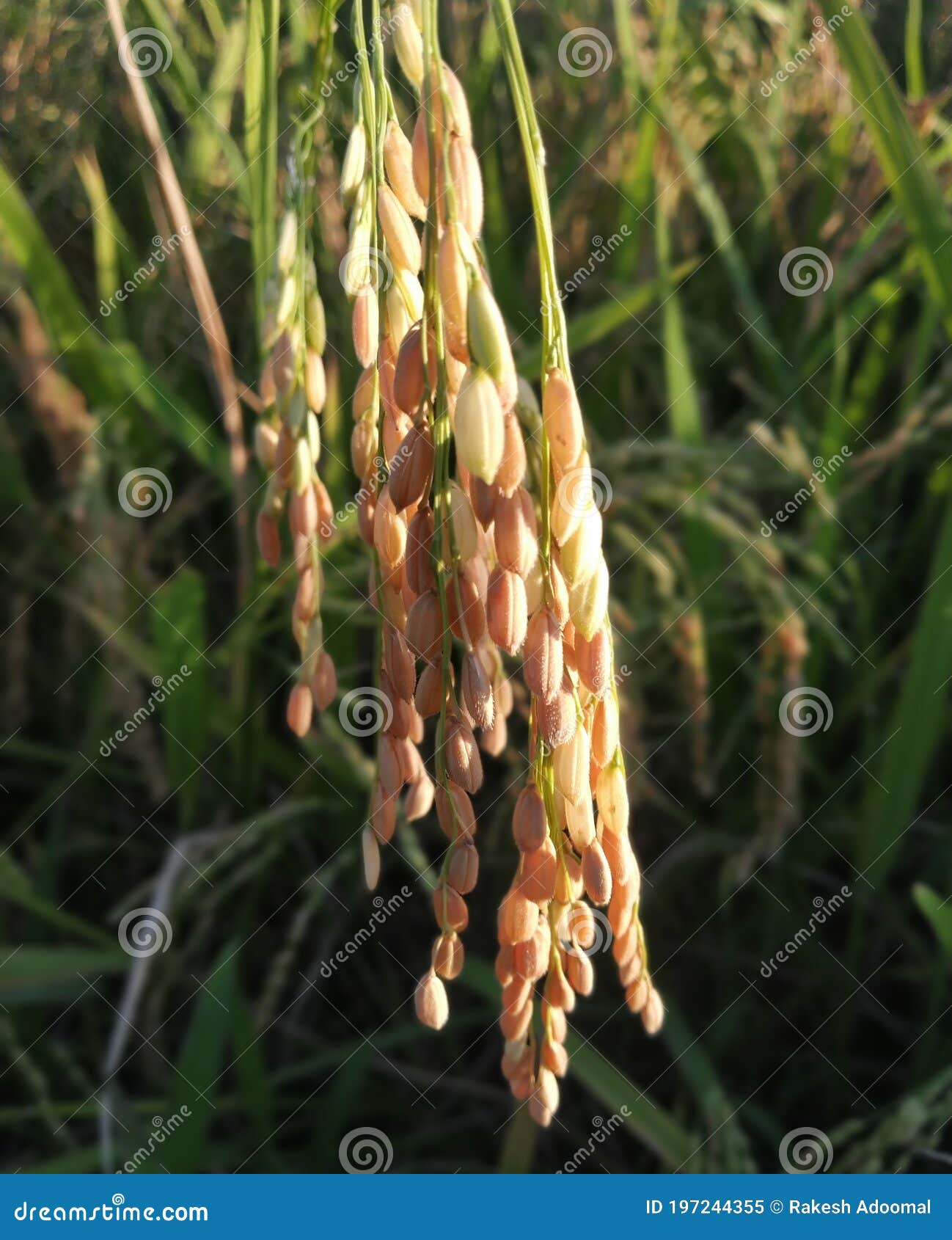Paddy Seeds Background Royalty-Free Stock Photo | CartoonDealer.com ...