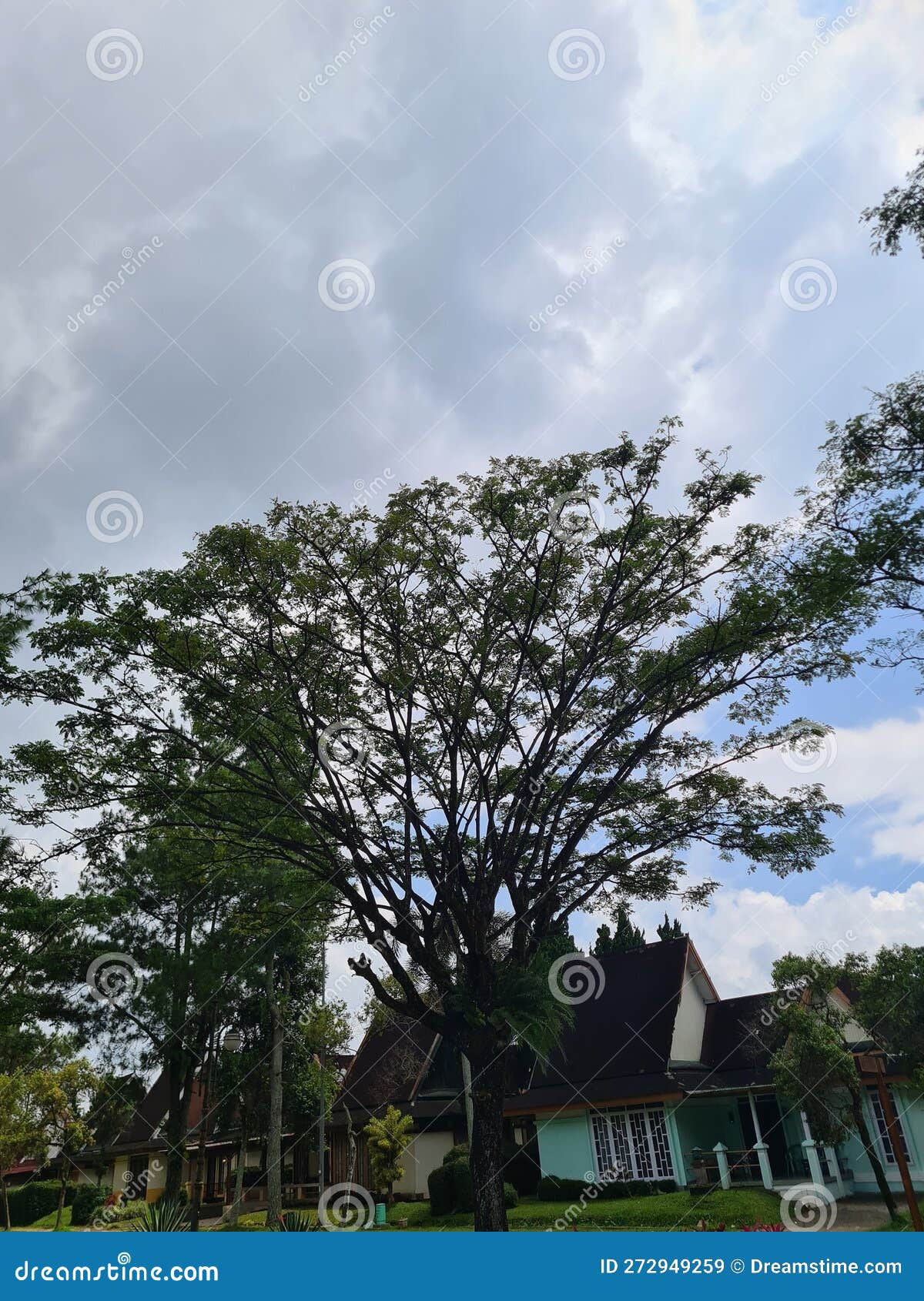 Very Beautiful Tree and Afternoon Sky Stock Image - Image of tree ...
