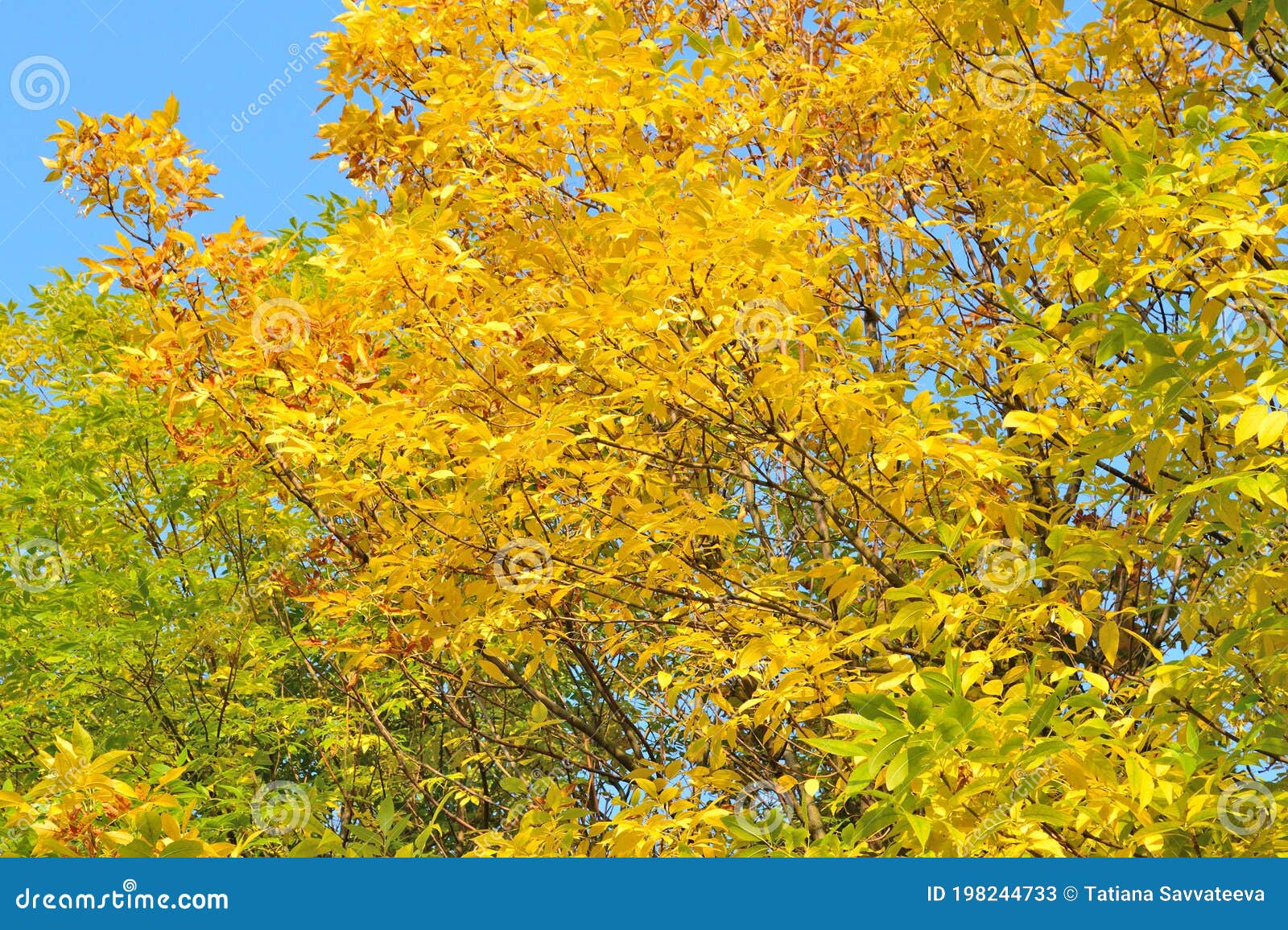 Very Beautiful Autumnal Golden Ash Tree Stock Image - Image of fall ...