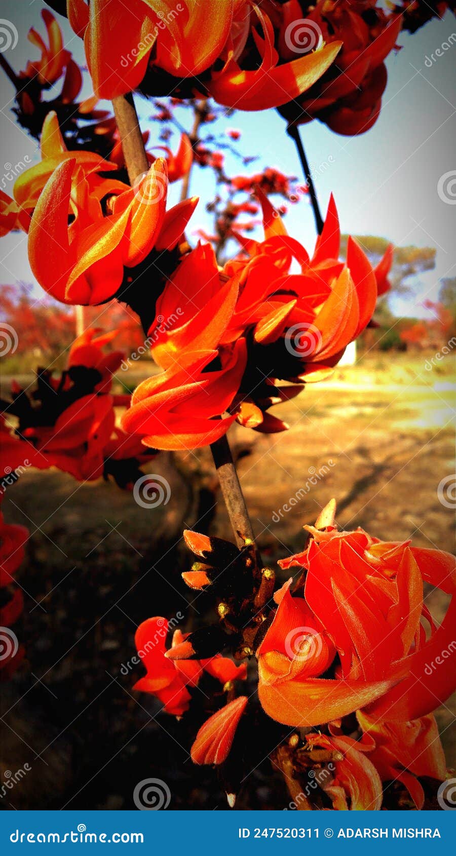 Very Beautiful and Awesome Summertime Red Wallpaper Stock Image - Image ...