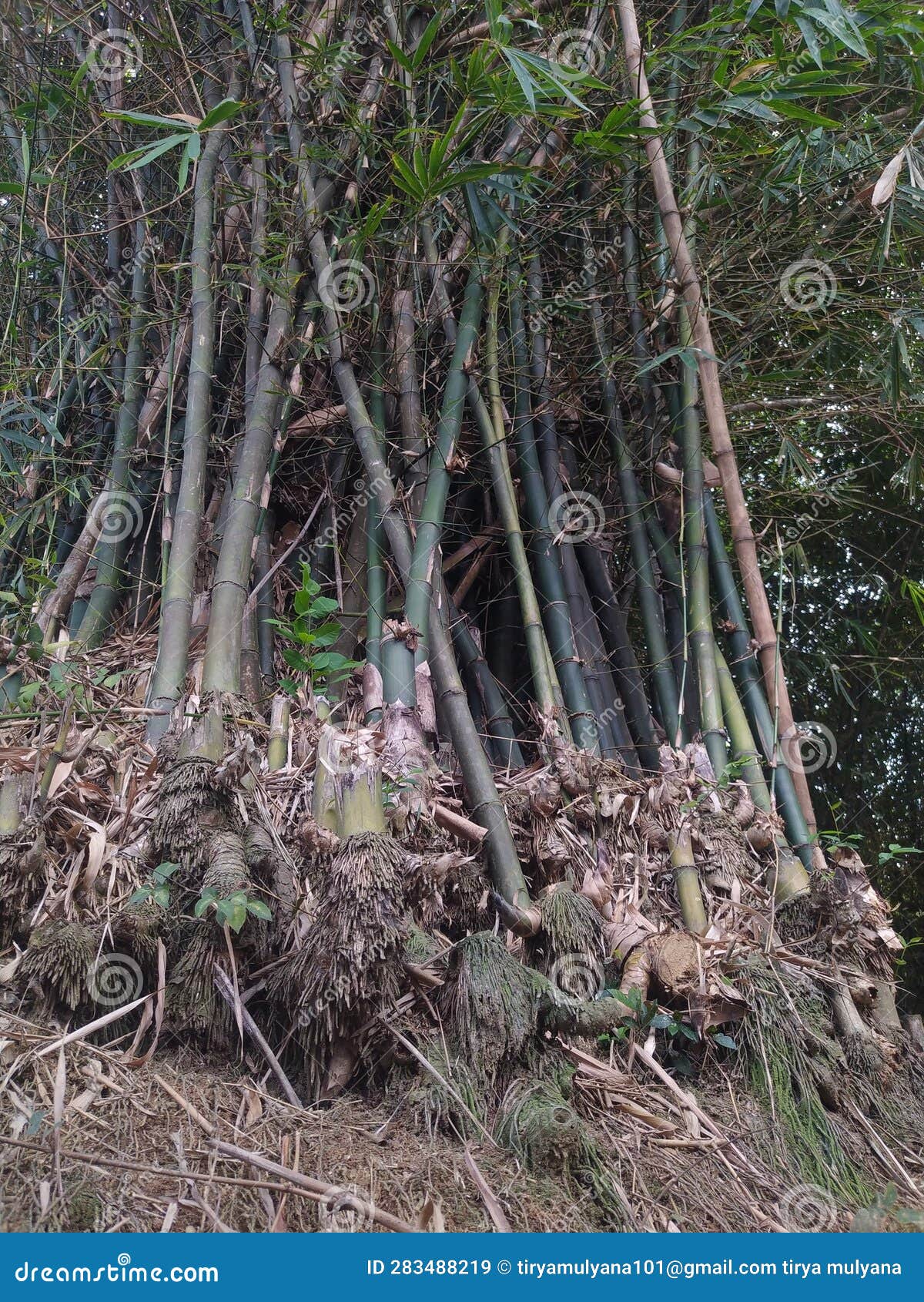 Very Beautiful Bamboo Roots and Bamboo Trees Stock Image - Image of ...