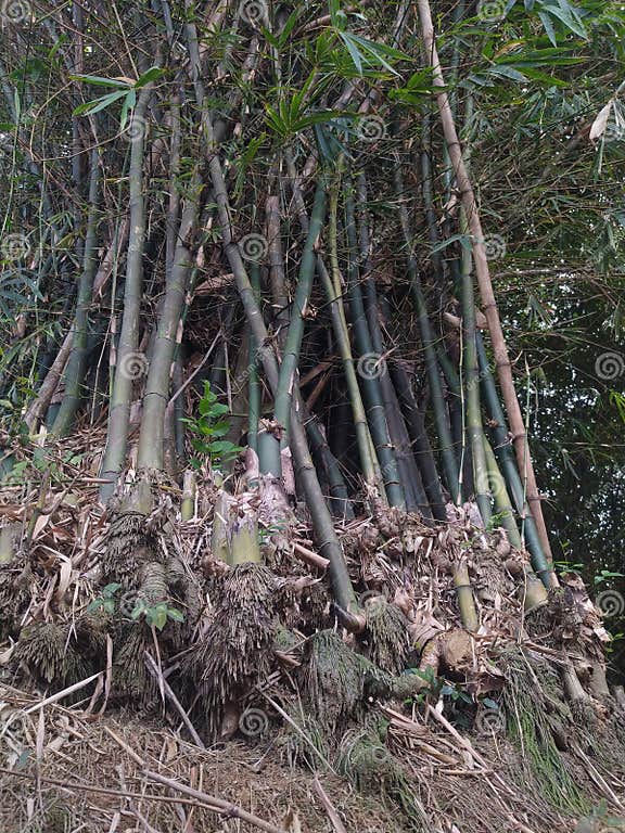 Very Beautiful Bamboo Roots and Bamboo Trees Stock Image - Image of ...
