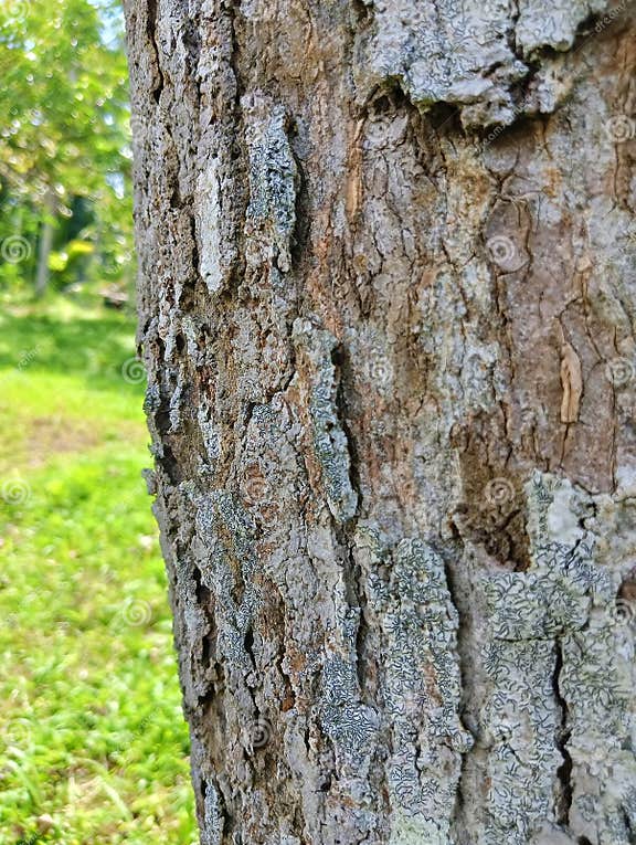 Very Beautiful Bark Texture Stock Image - Image of texture, bark: 308577191
