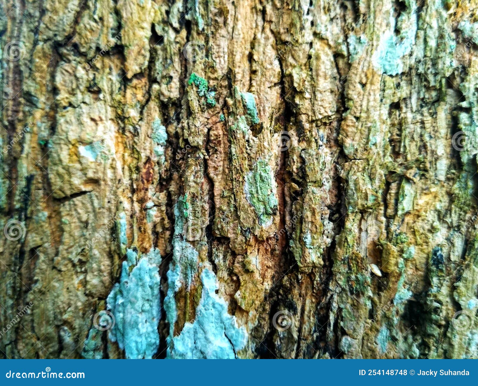Very Beautiful Bark Texture Stock Photo - Image of plant, natural ...