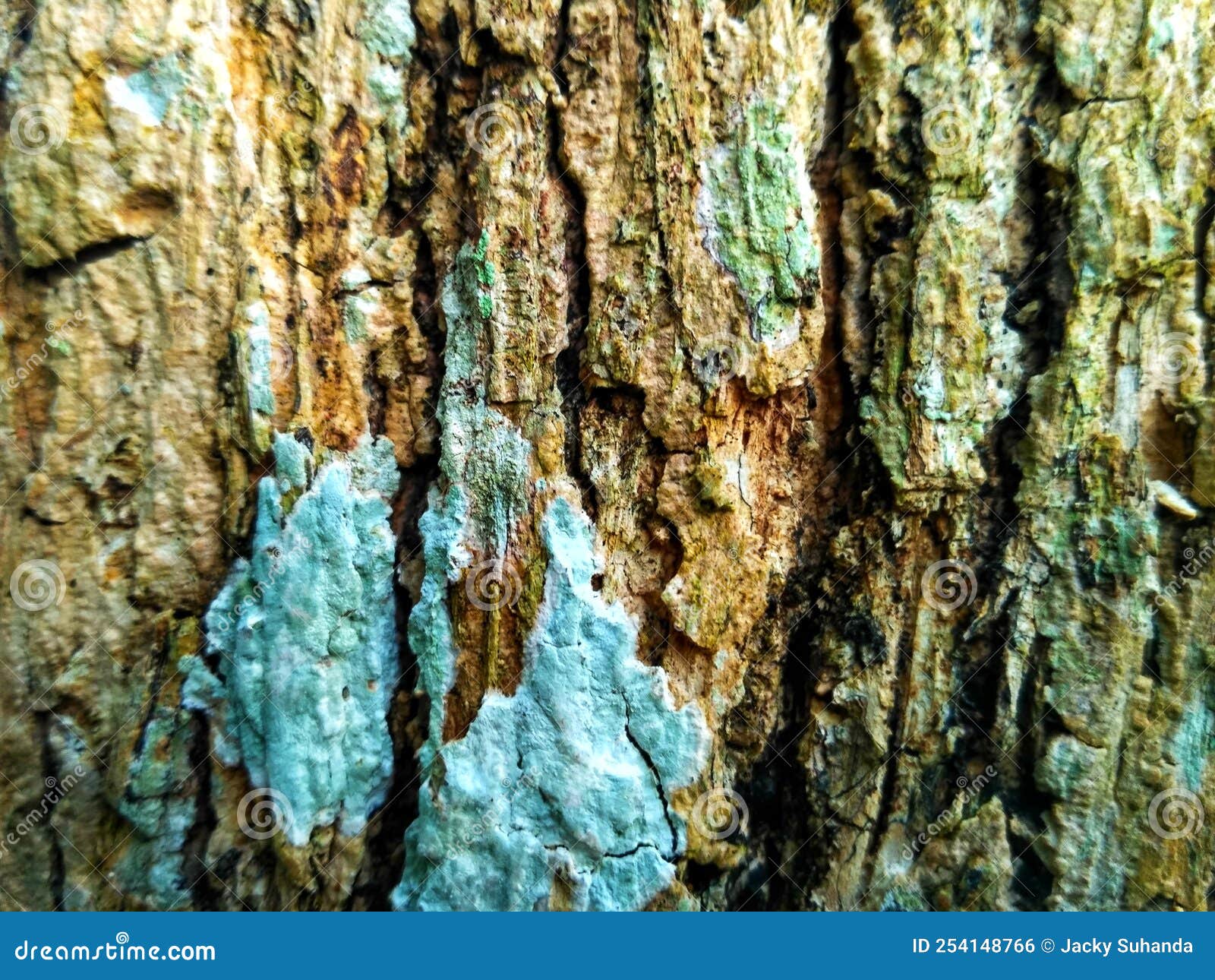 Very Beautiful Bark Texture Stock Photo - Image of aged, rugged: 254148766