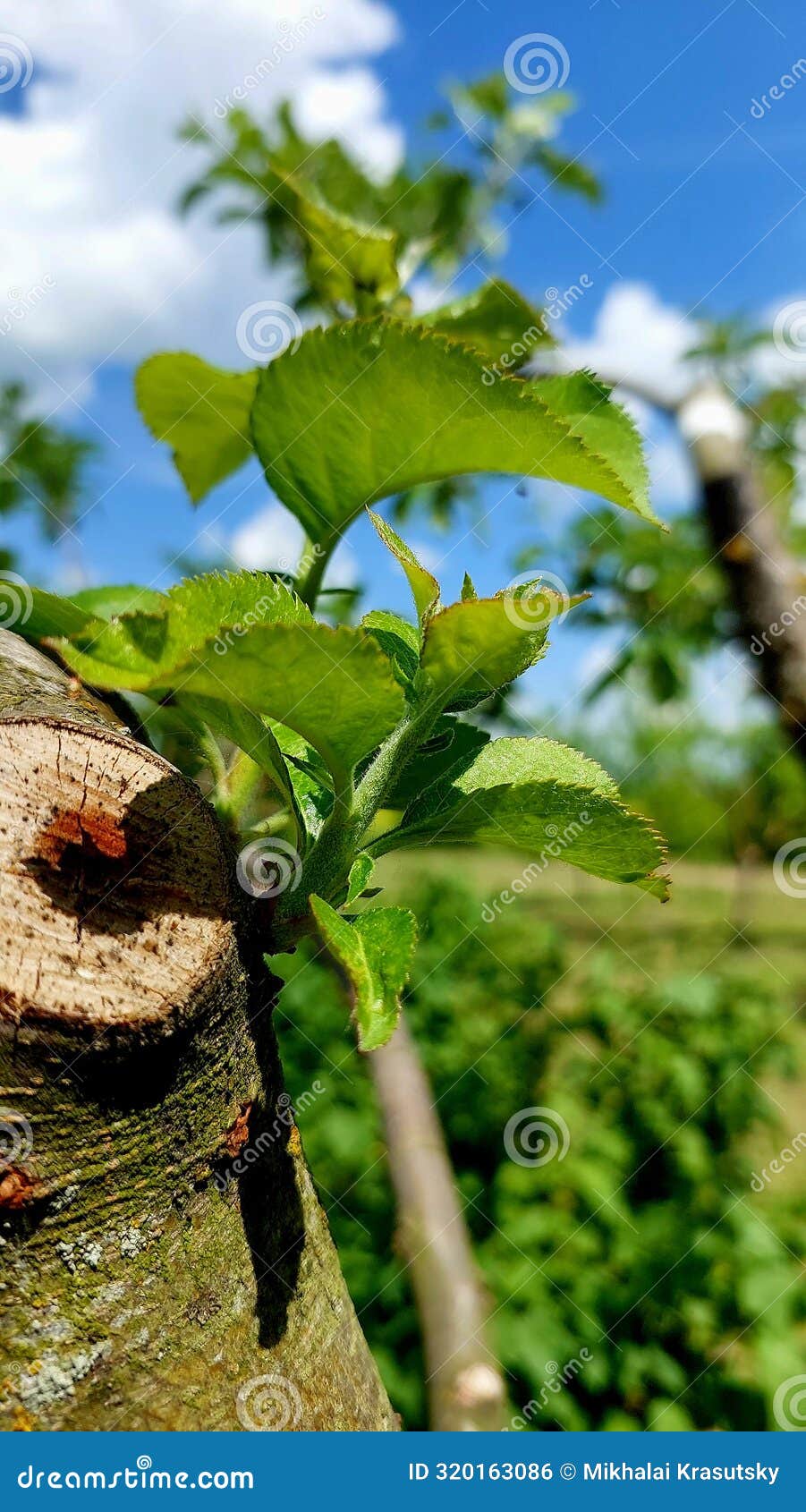 Leaves on an Apple Tree from a Typical Perspective Stock Photo - Image ...