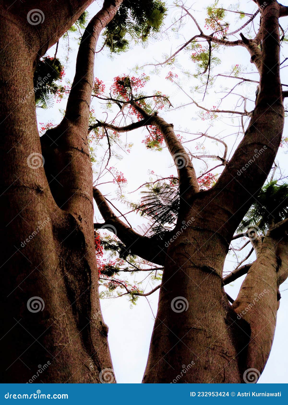 A Very Beautiful Big Strong and Sturdy Tree Trunk Stock Photo - Image ...