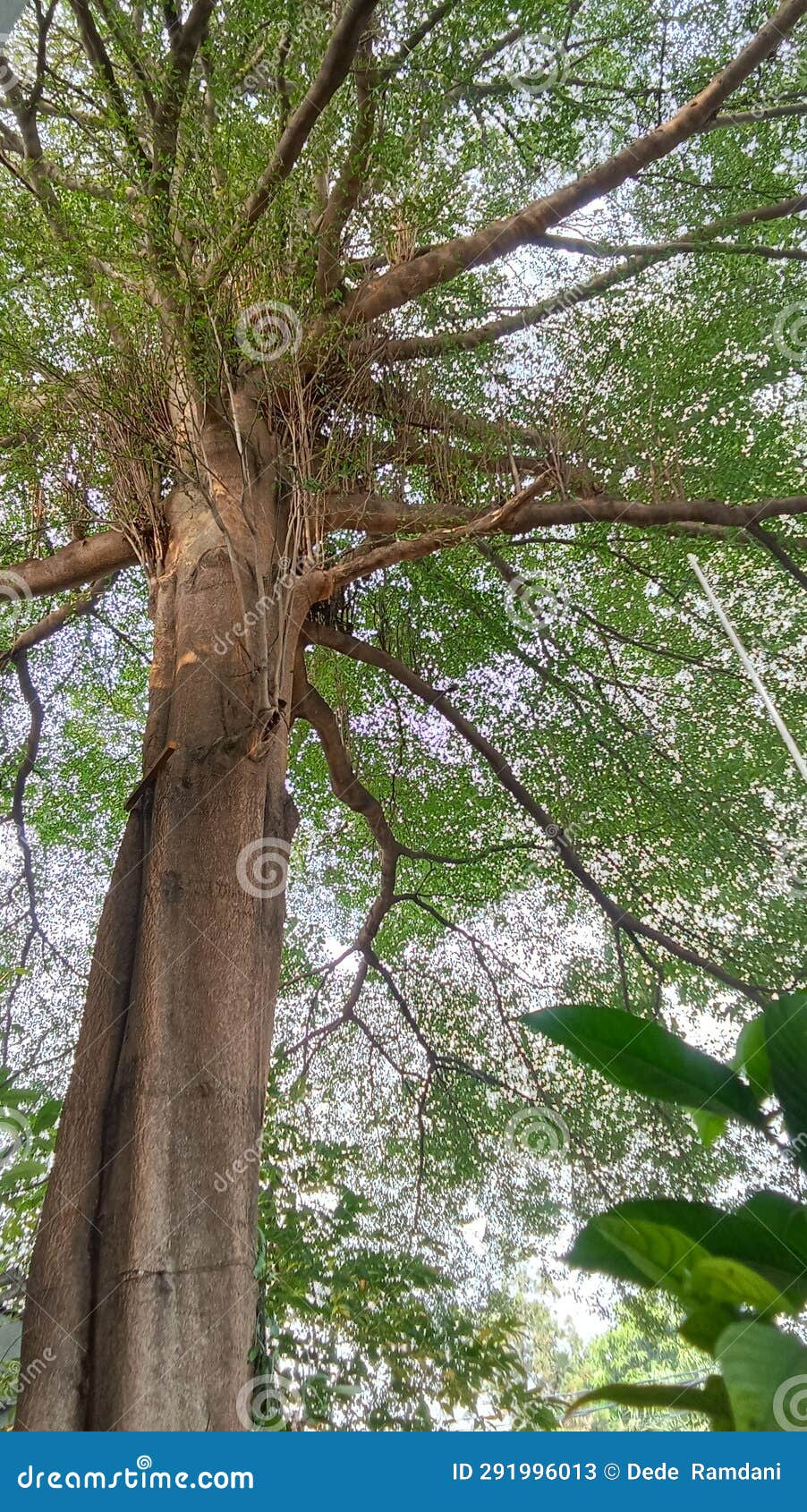 Very beautiful big tree stock image. Image of grove - 291996013