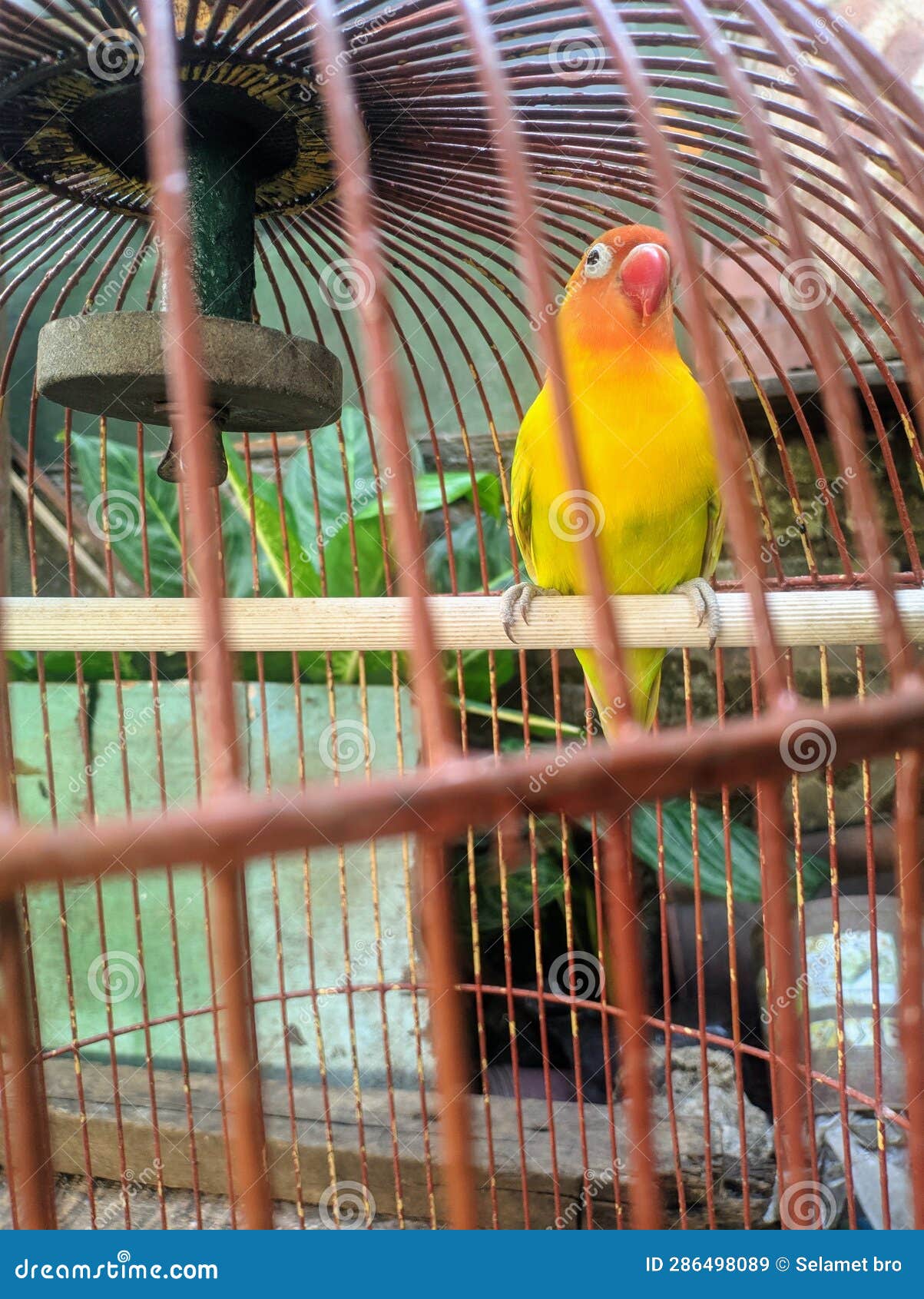 Very Beautiful and Beautiful Bird in a Beautiful Cage Stock Image ...