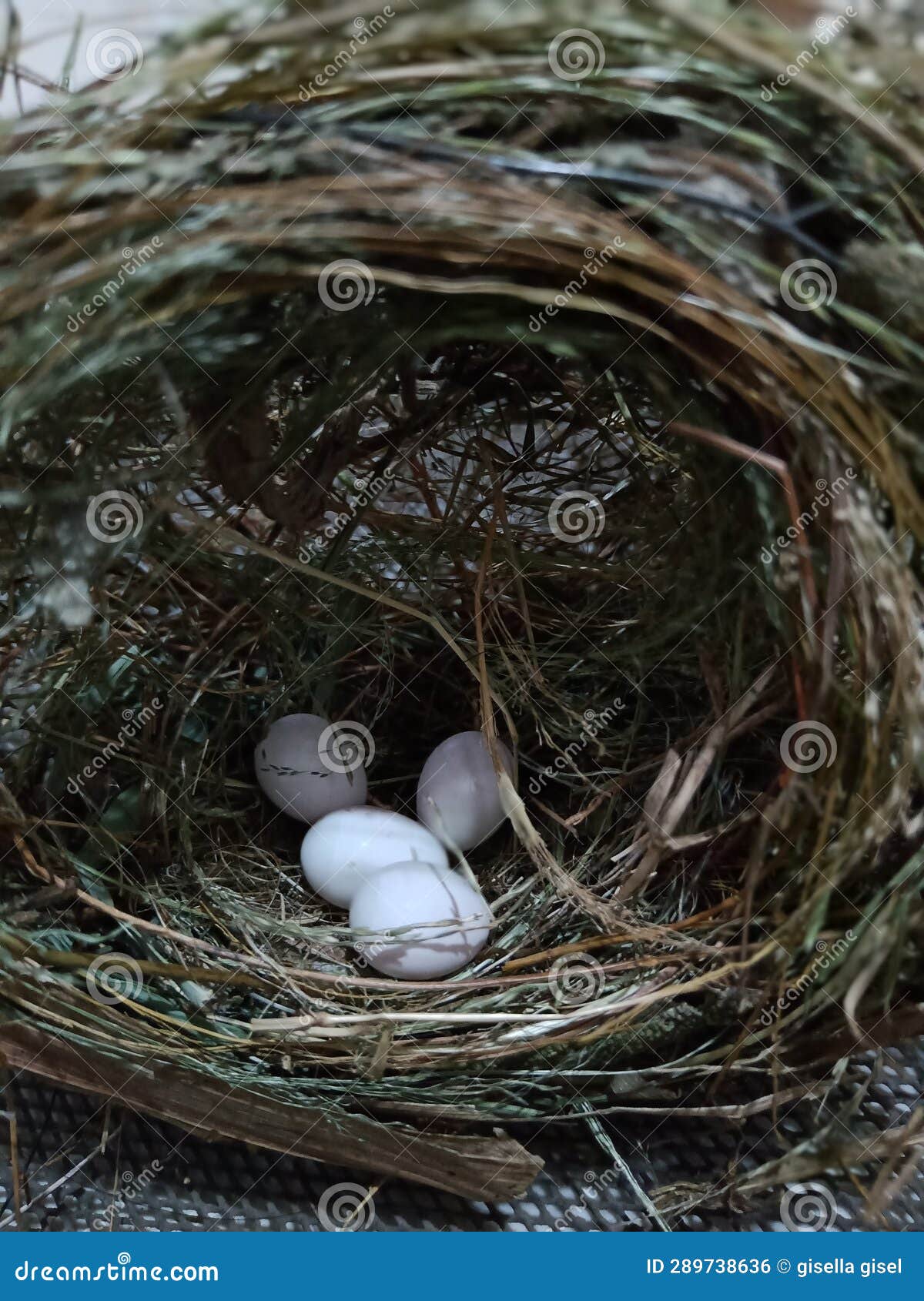 Very beautiful bird eggs stock photo. Image of progress - 289738636