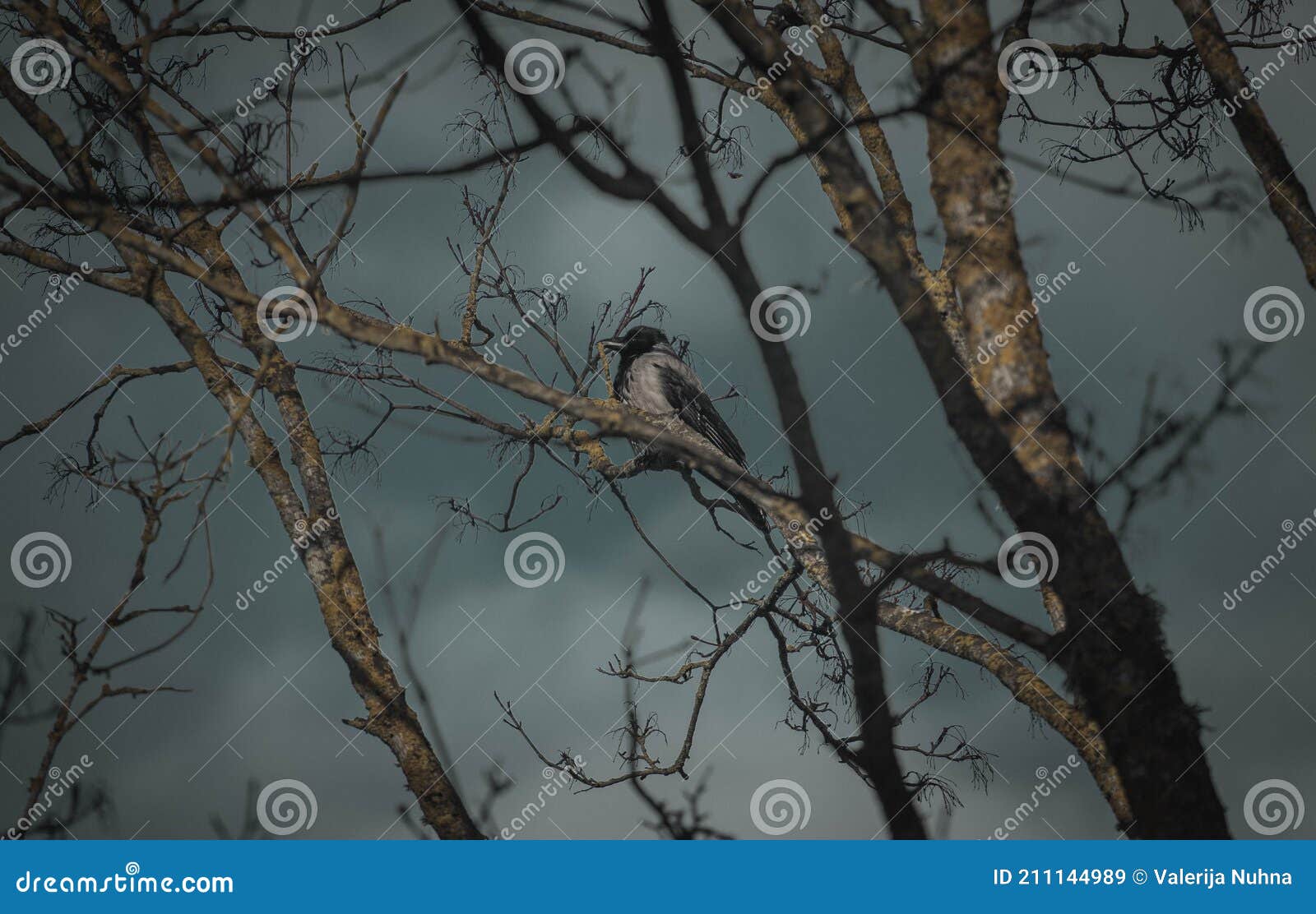 Very Beautiful Bird Sitting on a Tree in Darkness. Stock Image - Image ...