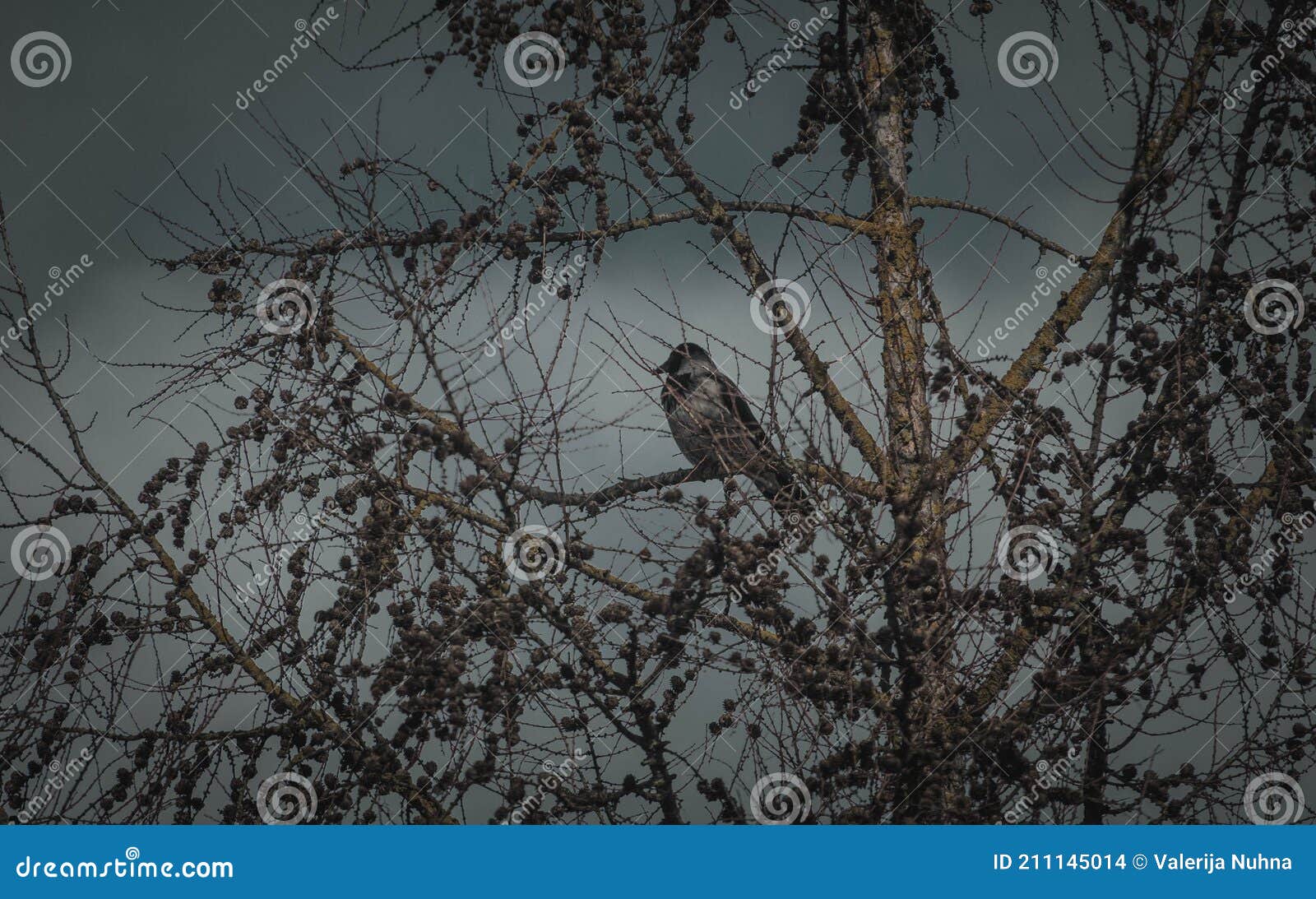 Very Beautiful Bird Sitting on a Tree in Darkness. Stock Photo - Image ...
