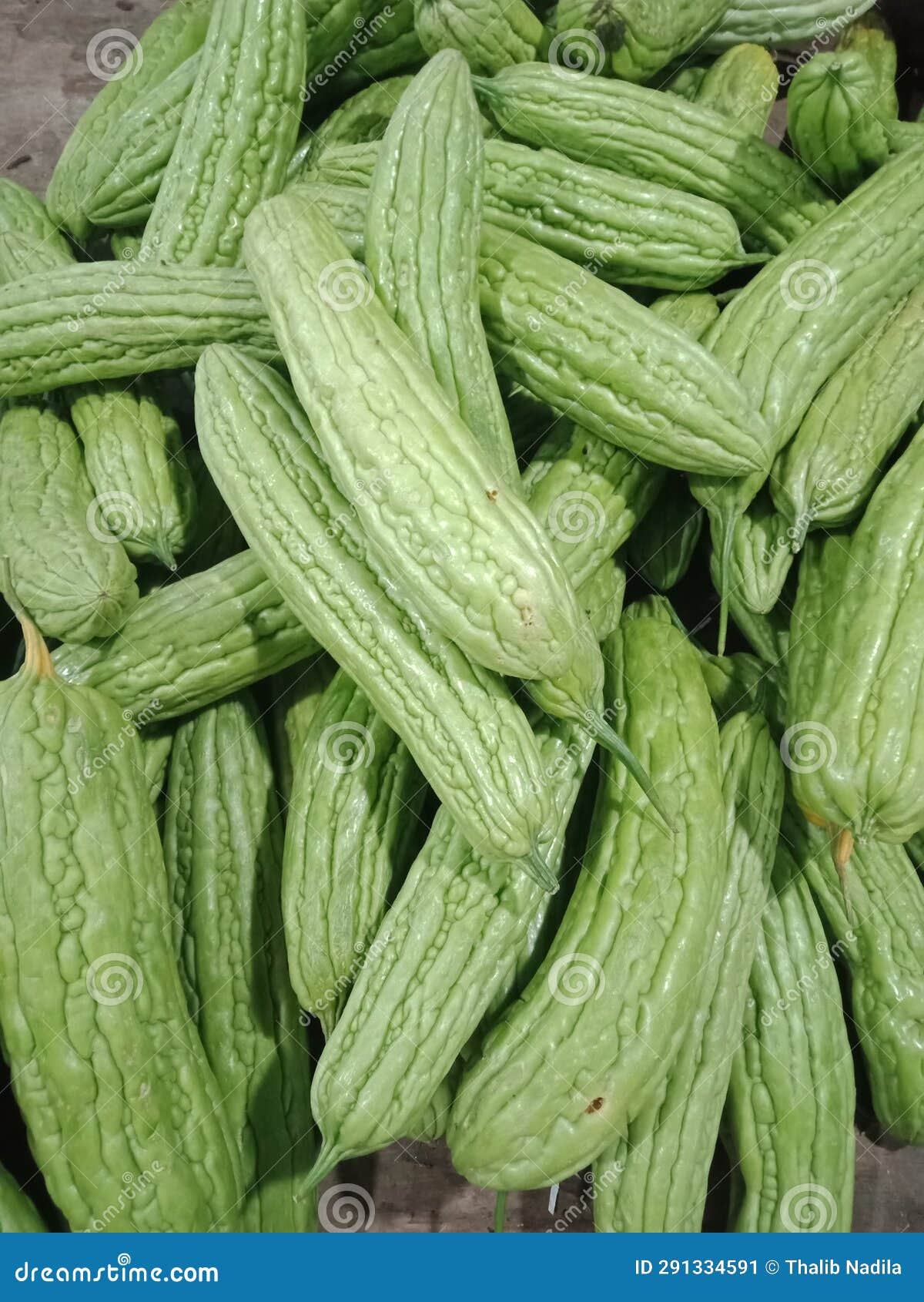 Very Beautiful Bitter Melon Fruit Stock Image - Image of melon, bitter ...