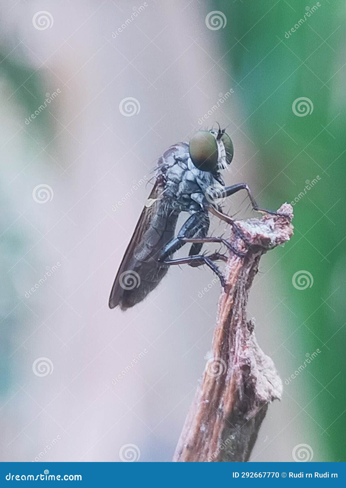 Very beautiful black flies stock photo. Image of flies - 292667770