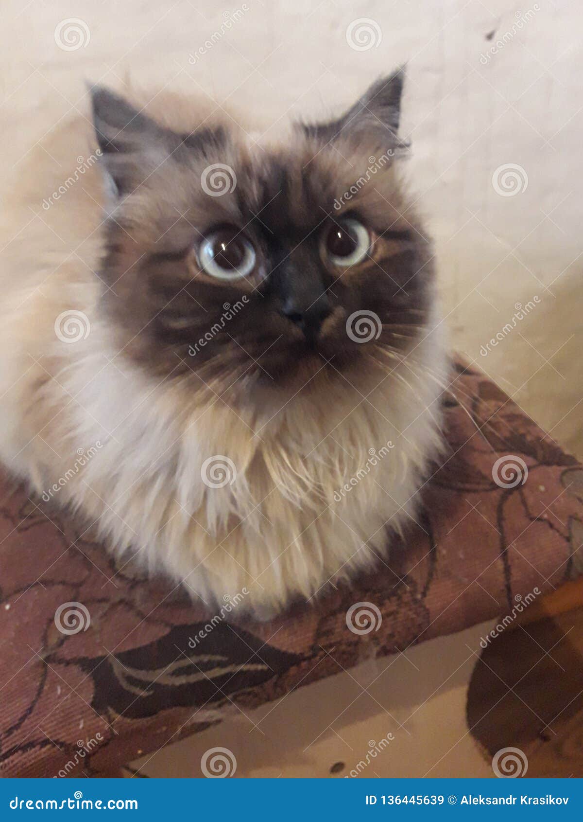Very Beautiful Blond Siamese Cat with Large Round Eyes Stock Image ...