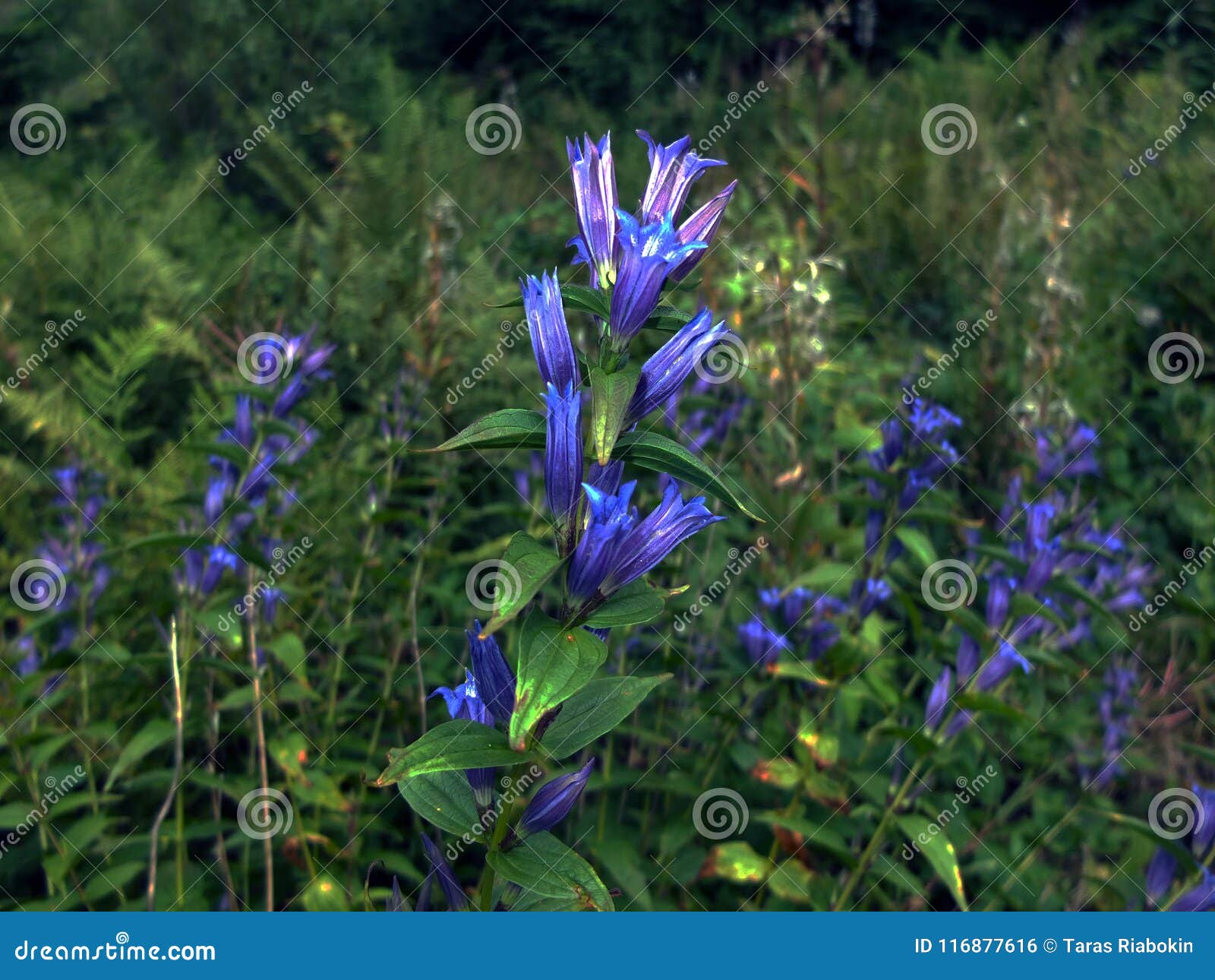 Beautiful Blue Flower in Spring Stock Photo - Image of beautiful ...