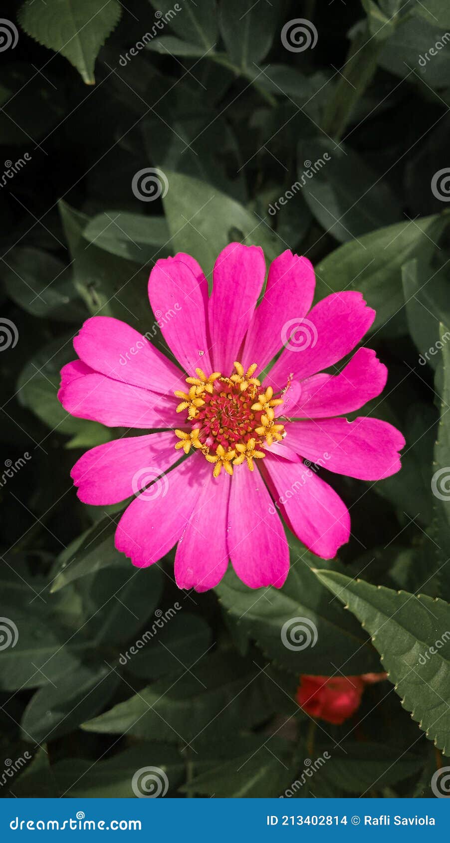 A Very Beautiful Blue Flowers in Bloom Stock Photo - Image of ...