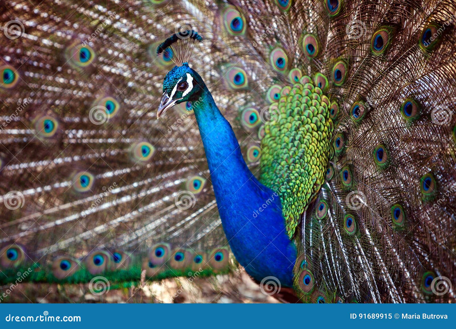 Very Beautiful Bright Blue Peacock Fluffed Tail Stock Image - Image of ...