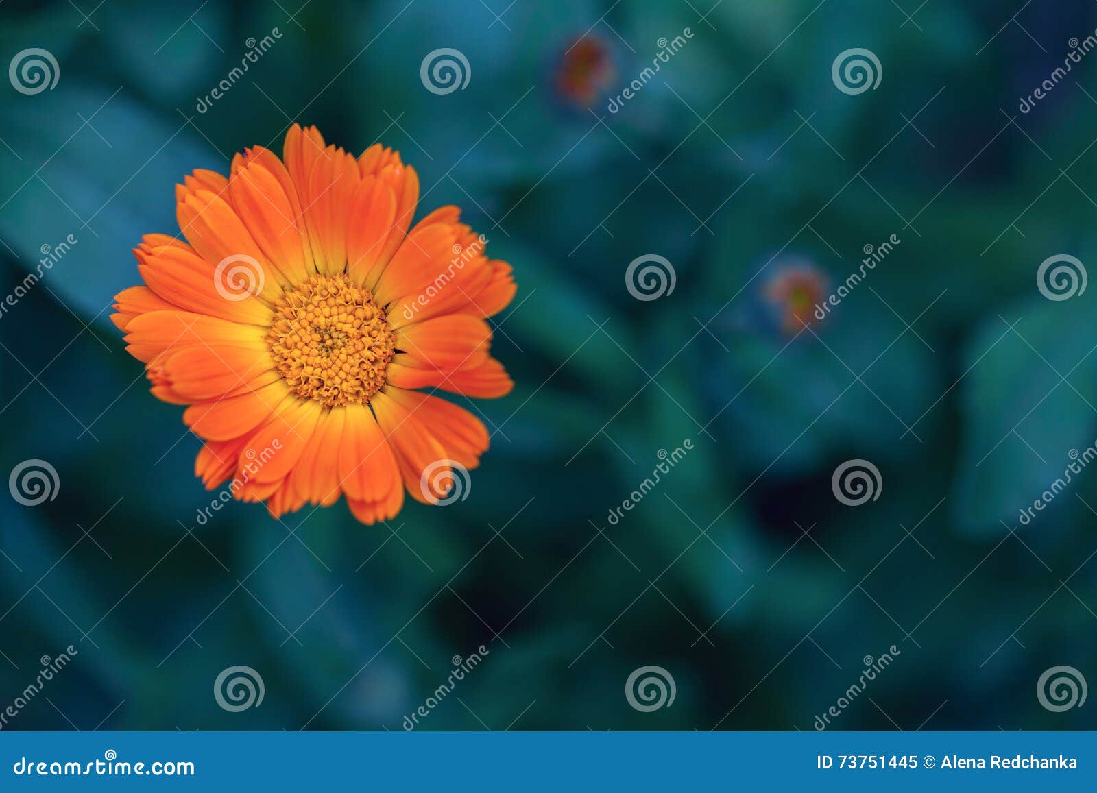 Very Beautiful Bright Orange Flower Stock Image - Image of vivid ...
