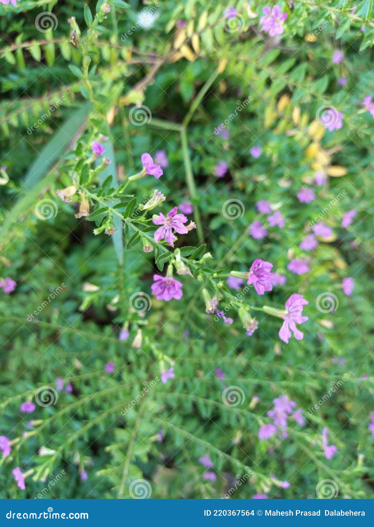 Very Beautiful Bunch of Small Violet Flowers. Stock Photo - Image of ...