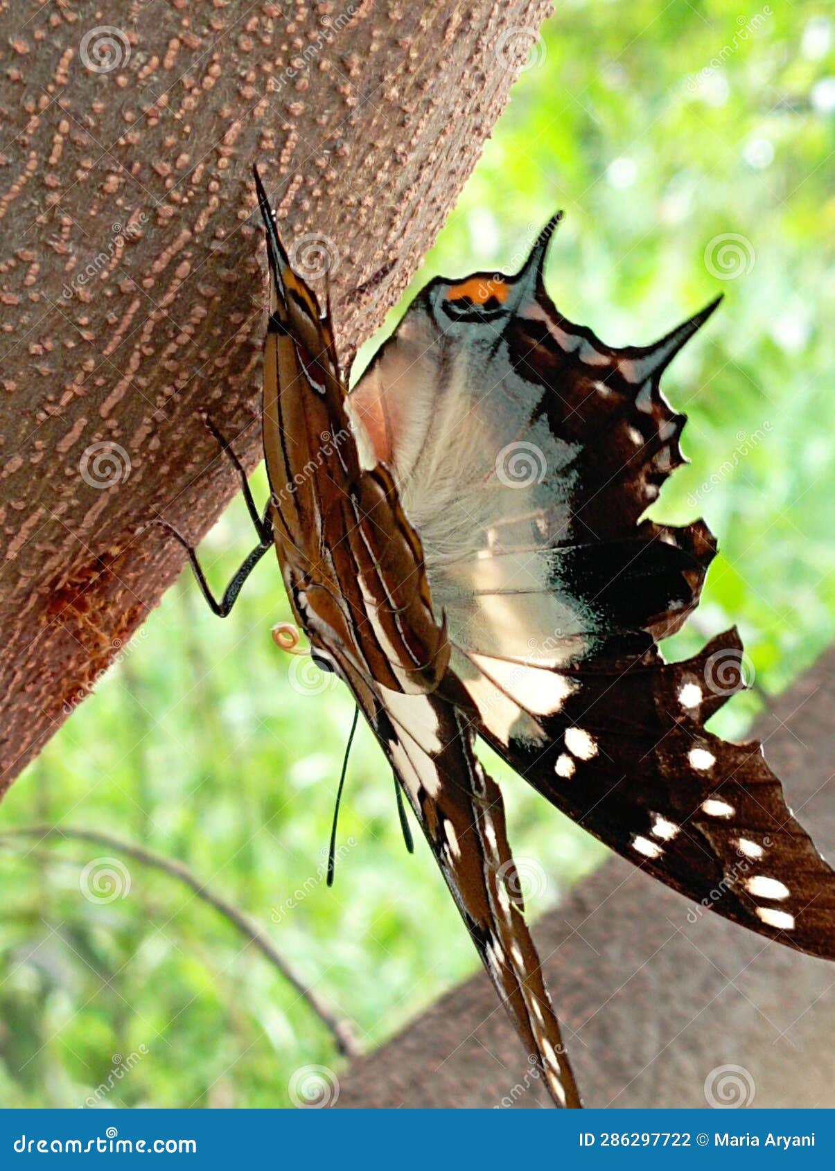 Butrfly Stock Photos - Free & Royalty-Free Stock Photos from Dreamstime