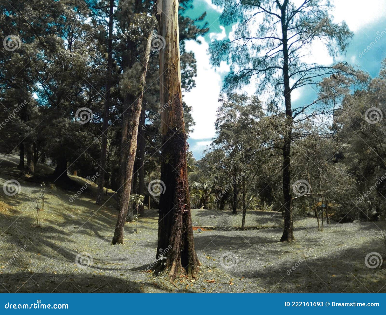 Very Beautiful and Calm Forest Scenery Stock Image - Image of nature ...