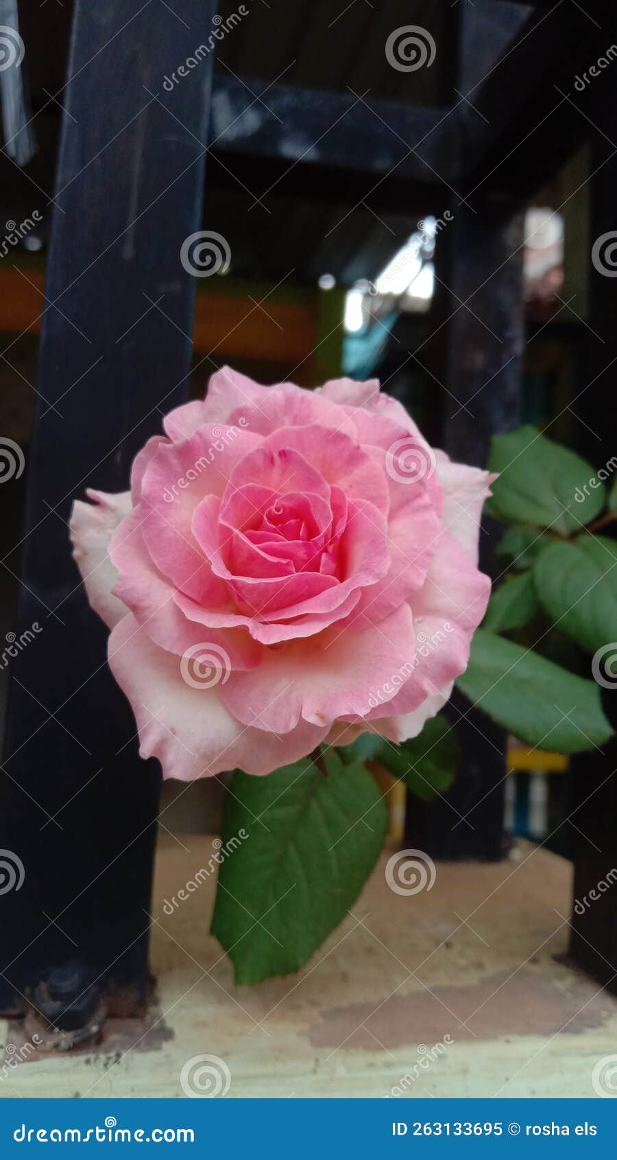 A Very Beautiful and Calm Pink Rose Stock Image - Image of pink, shrub ...