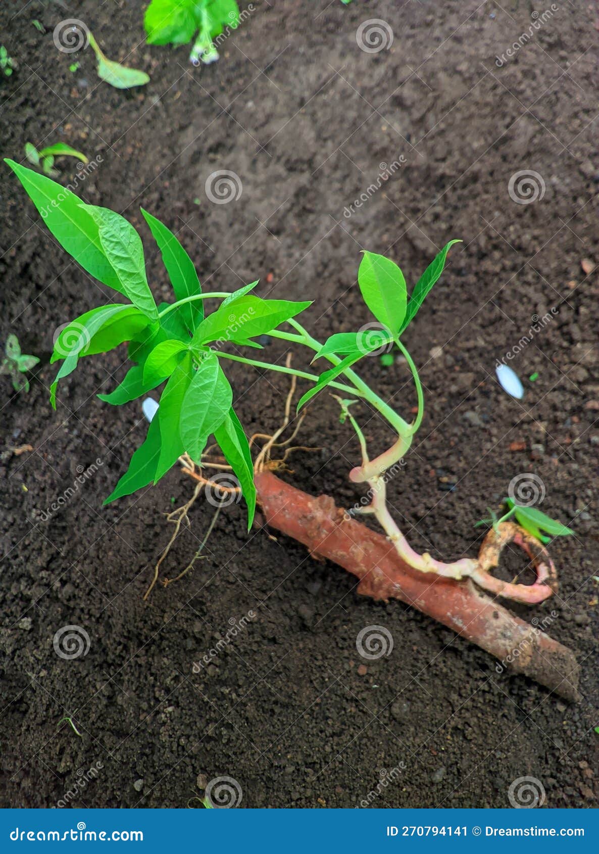 Image Of Cassava Plantation In The Field.Young Shoots Of Green Cassava ...