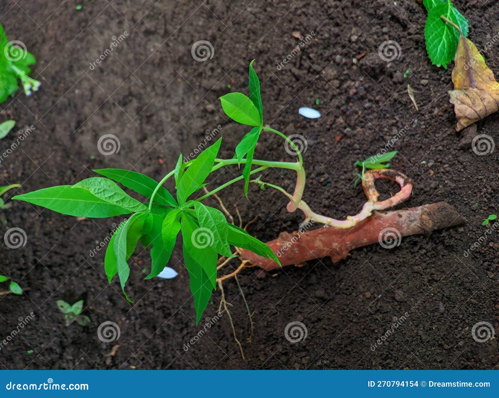 Very Beautiful Cassava Image Stock Photo - Image of produce, herb ...